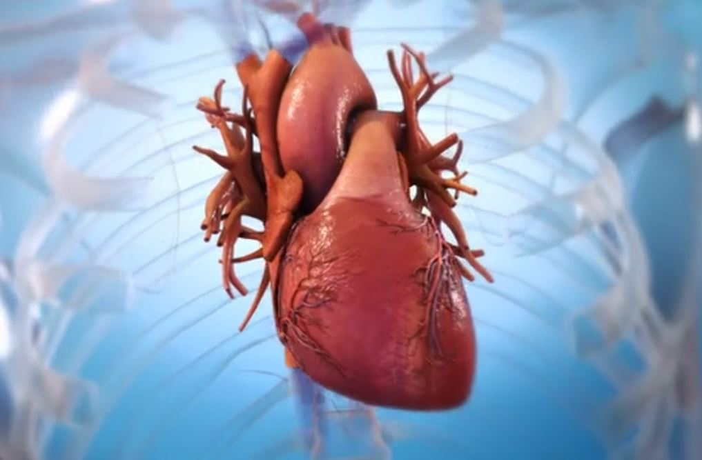 Medical Innovations: BioLife4D Creates First 3D “Bioprinted” Human ...