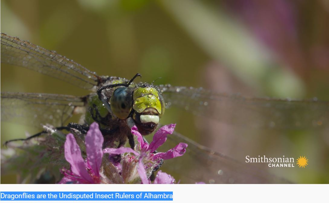 Wildlife: “Dragonflies” Are The Insect World’s Most Advanced Predator ...