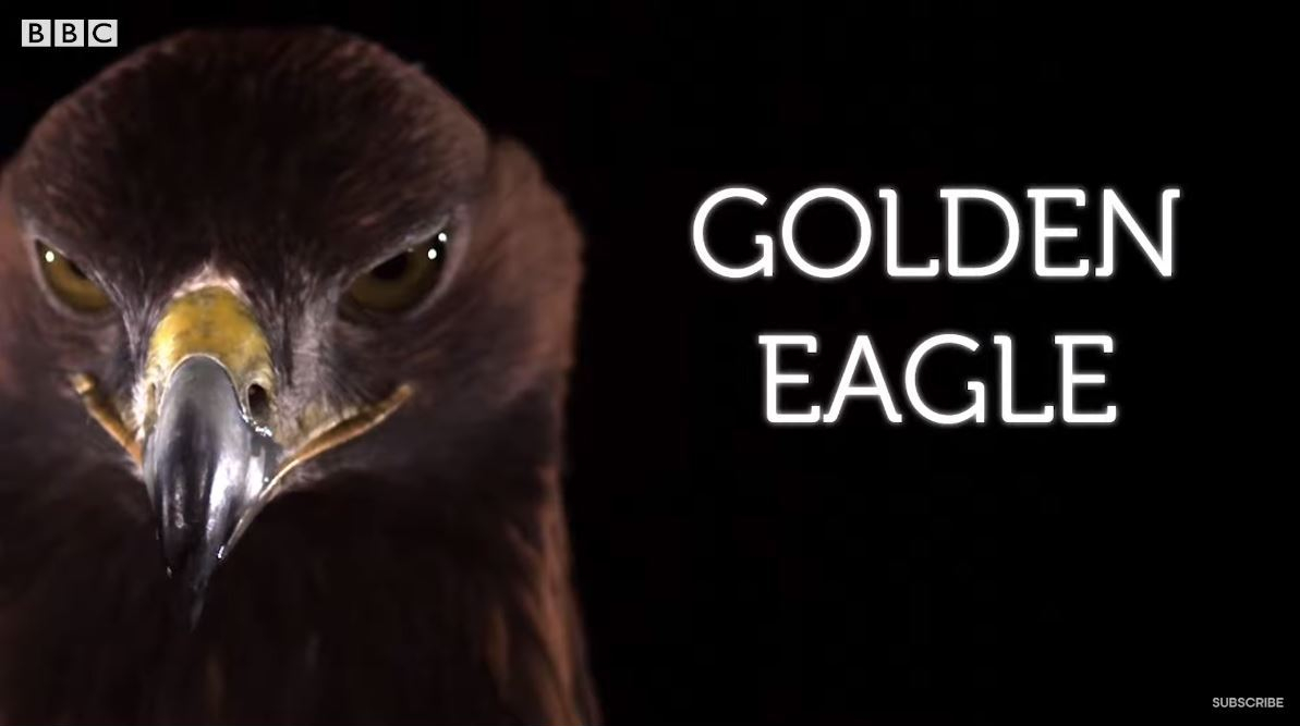 Wildlife: A Golden Eagle Flying In “Stunning” Slow Motion Video (BBC ...