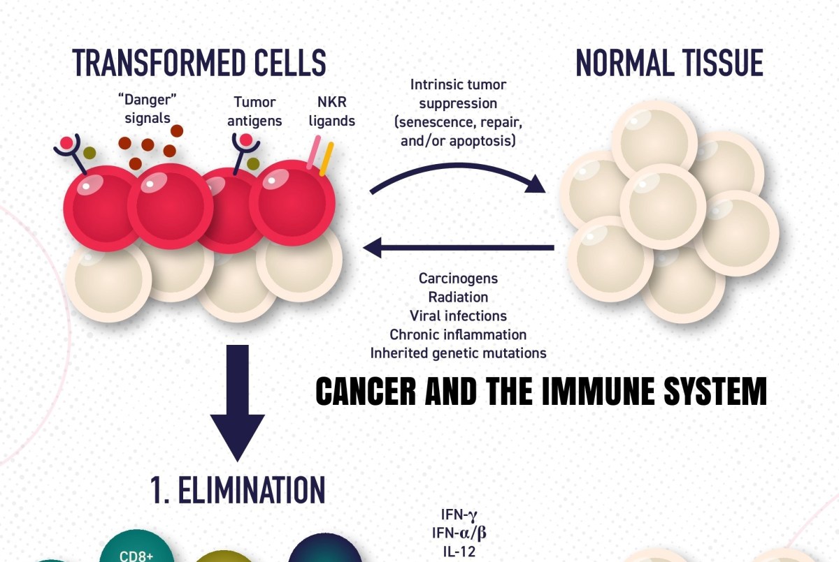 Infographics: “Cancer And The Immune System” | Boomers Daily