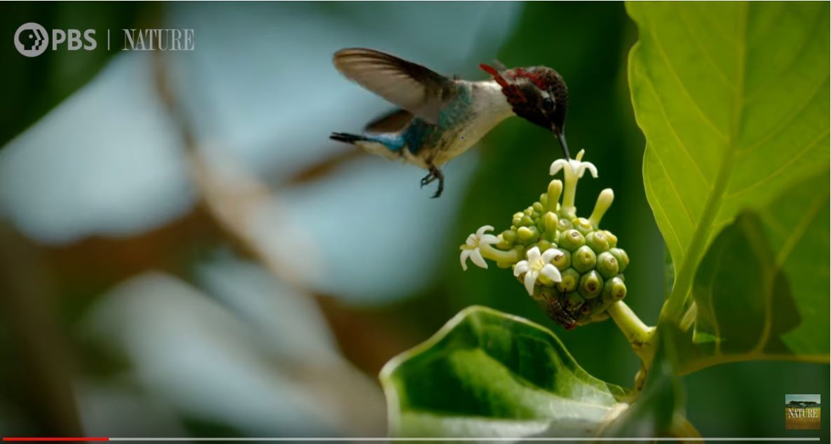 New Nature Videos: The “Bee Hummingbird” – The Tiniest Bird On Earth ...