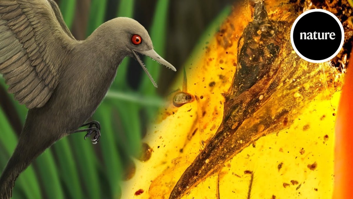 A New Species Of “Bird-Like Dinosaur” Discovered, Preserved In Amber ...