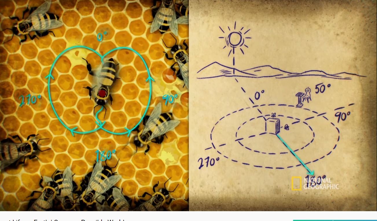 Secrets Of Nature: How Bees Communicate With Math And Coordinates ...