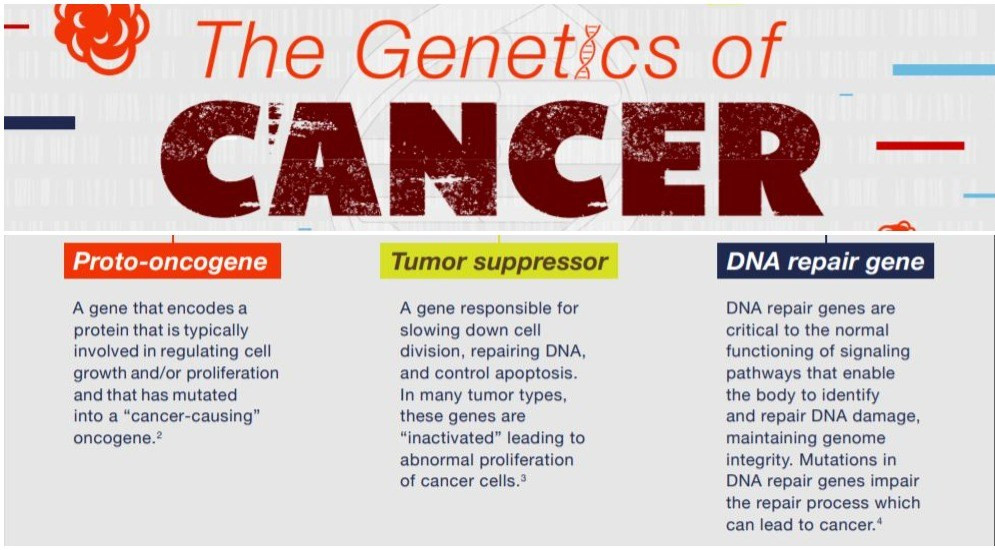 Research Infographics: “The Genetics Of Cancer” | Boomers Daily