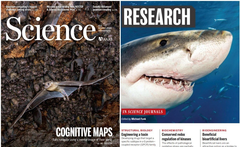 TOP JOURNALS: RESEARCH HIGHLIGHTS FROM SCIENCE MAGAZINE (JULY 10, 2020 ...