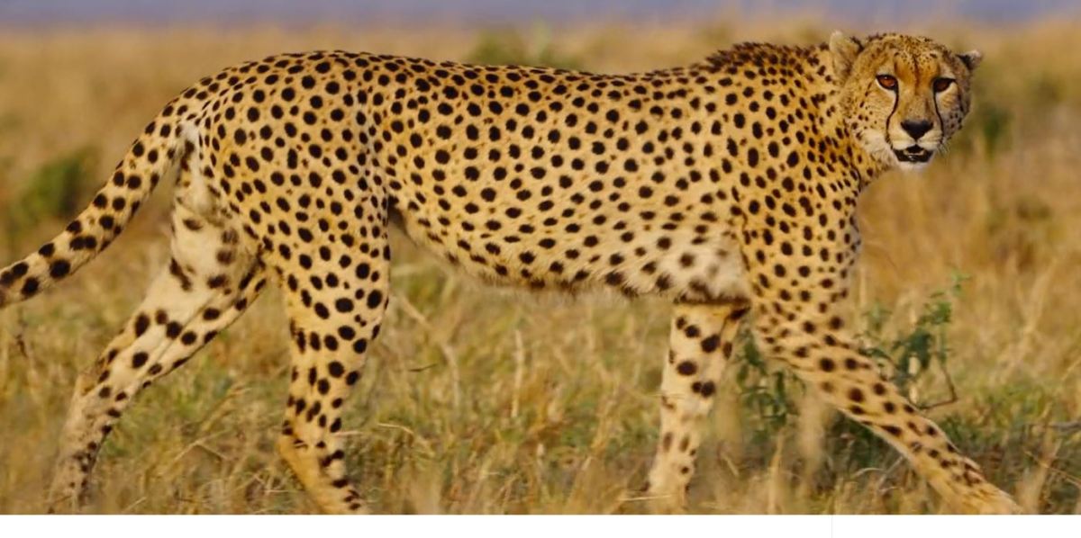 African Wildlife Videos: The “Cheetahs, Lions & Elephants Of Africa ...