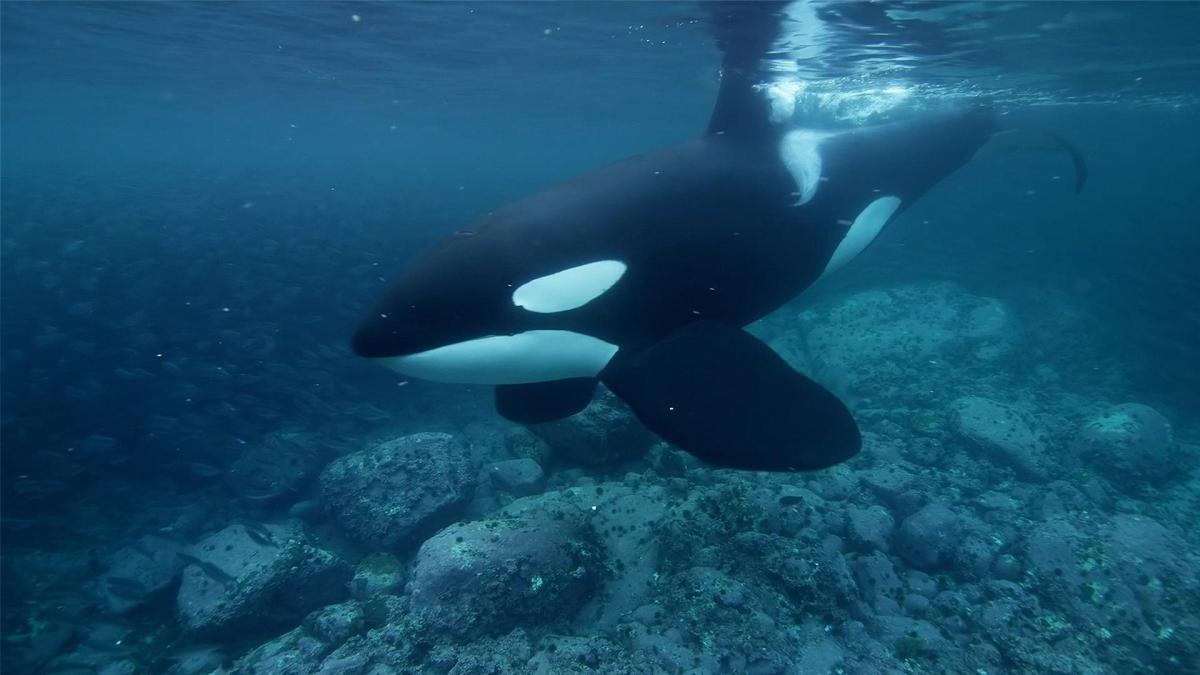 Marine Life: ‘Orcas – The Wolves Of The Sea’ (Video) | Boomers Daily