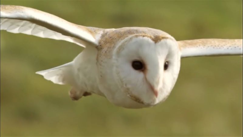 Wildlife: ‘Best Of Autumn – BBC Earth’ (Video) | Boomers Daily