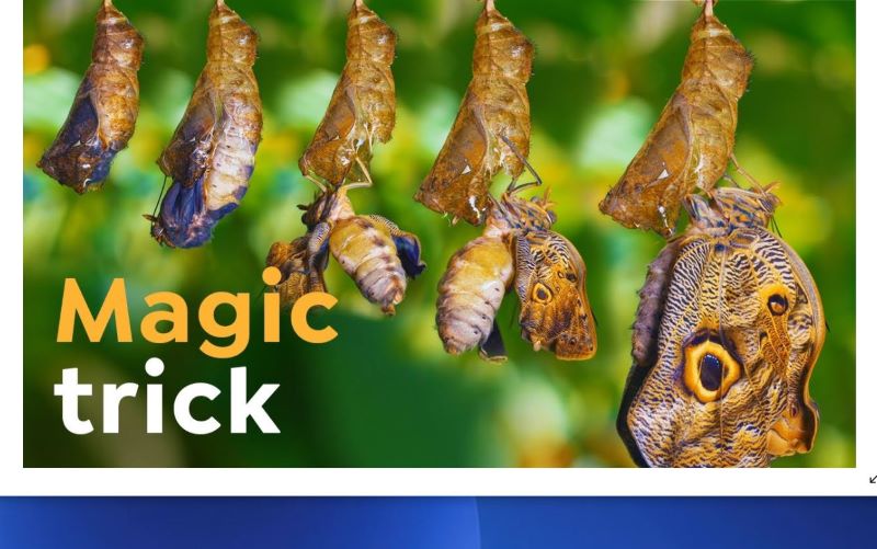 Nature: ‘From Caterpillar To Butterfly – How Metamorphosis Works ...