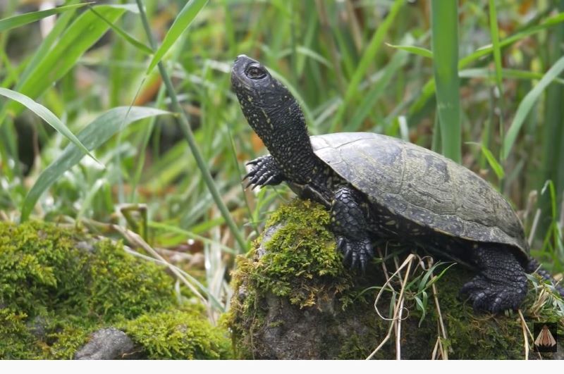 Wildlife: The Uncertain Origins And Evolution Of The Turtle (Video ...
