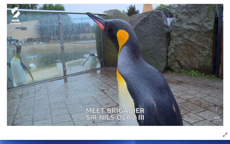 Profiles: ‘Brigadier Sir Nils Olav III’ – A King Penguin In Edinburgh ...