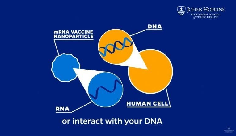Covid-19: ‘How mRNA Vaccines Work’ (Video) | Boomers Daily