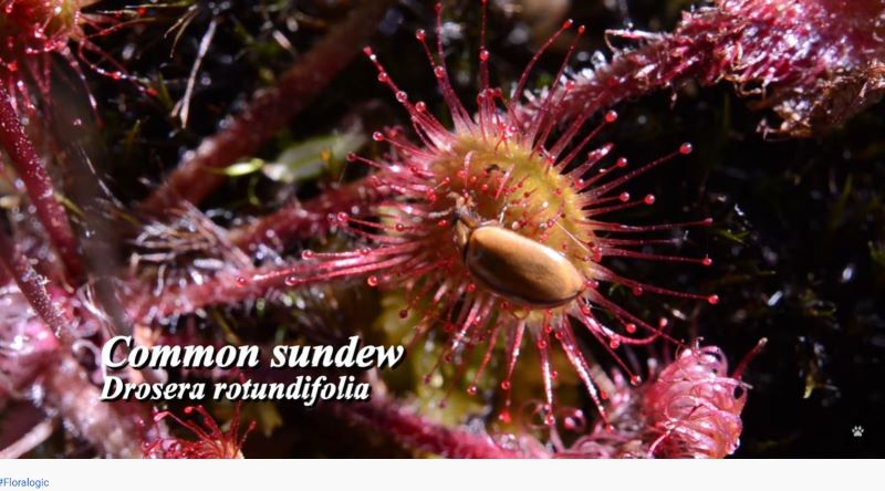 Carnivorous Plants: The Evolutionary Success Of The ‘Sundews’ (Video ...