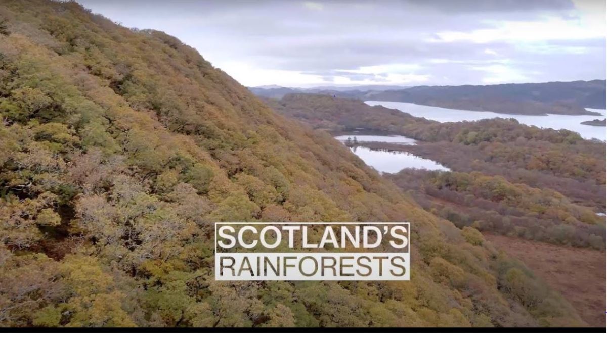 Ecosystems: ‘Scotland’s Rainforest’ (HD Video) | Boomers Daily