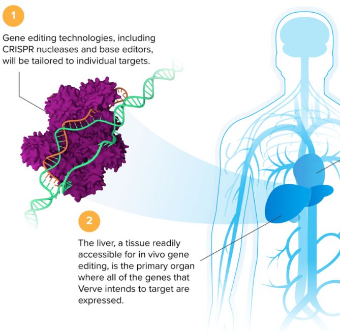 Heart Disease: New Gene-Editing Technology To Lower ‘Bad Cholesterol ...