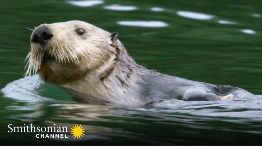 Winter Wildlife: A River Otter Survives In Upper Peninsula Of Michigan ...