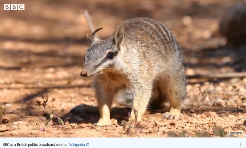 Wildlife: Saving ‘Numbats’ In Australia (BBC Video) | Boomers Daily