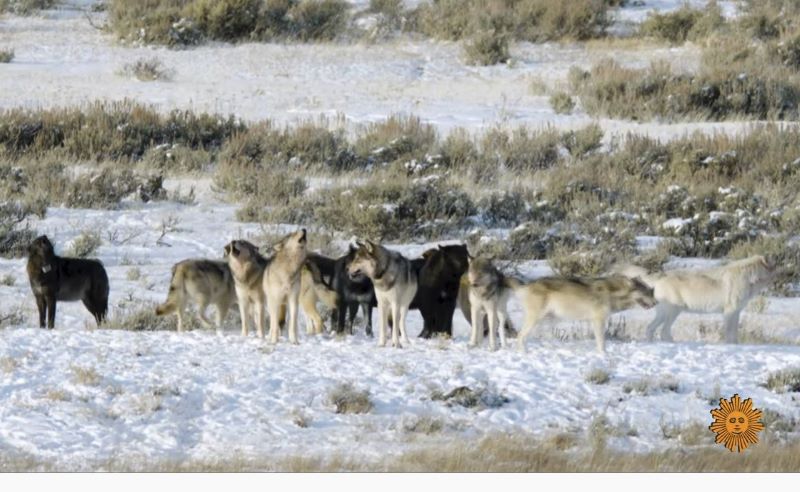 Wildlife: The ‘Gray Wolves’ Of Yellowstone (Video) | Boomers Daily