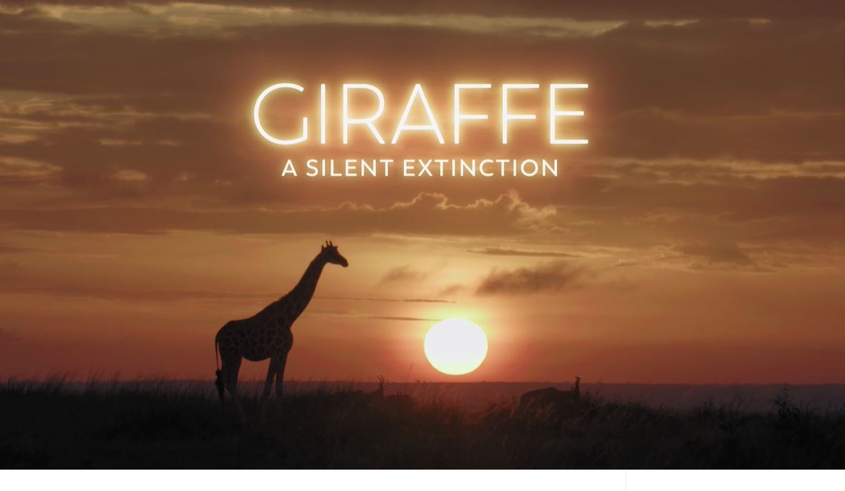 Wildlife Views: ‘Giraffe – A Silent Extinction’ (Video) | Boomers Daily