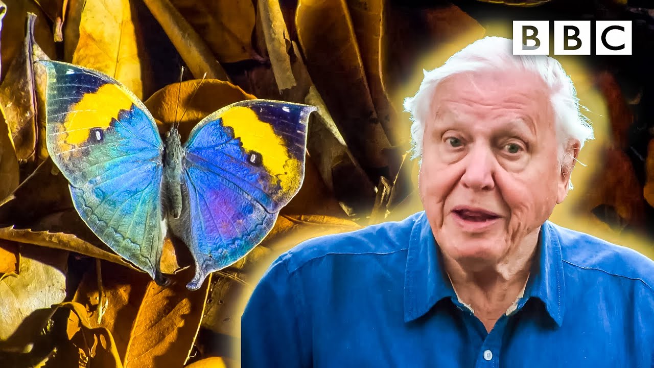 Nature Views: ‘Some Very Clever Insects’ – David Attenborough (BBC ...