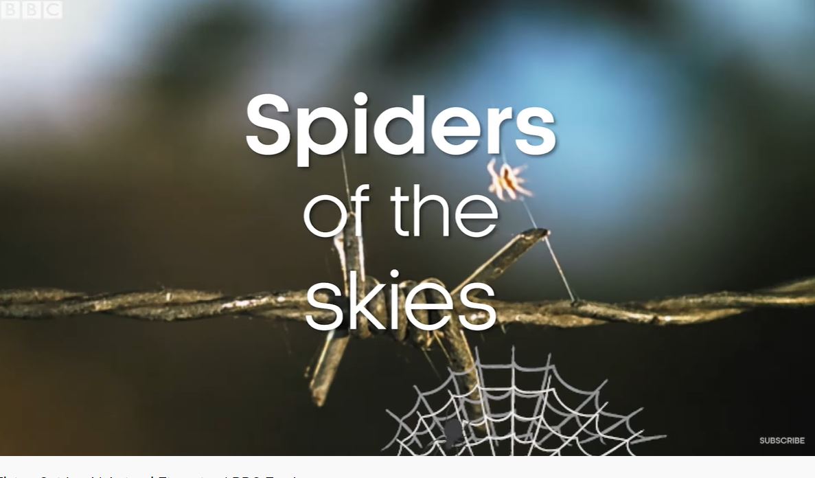 Science & Nature: ‘Spiders’ Using Static Electricity To Fly (BBC Earth ...