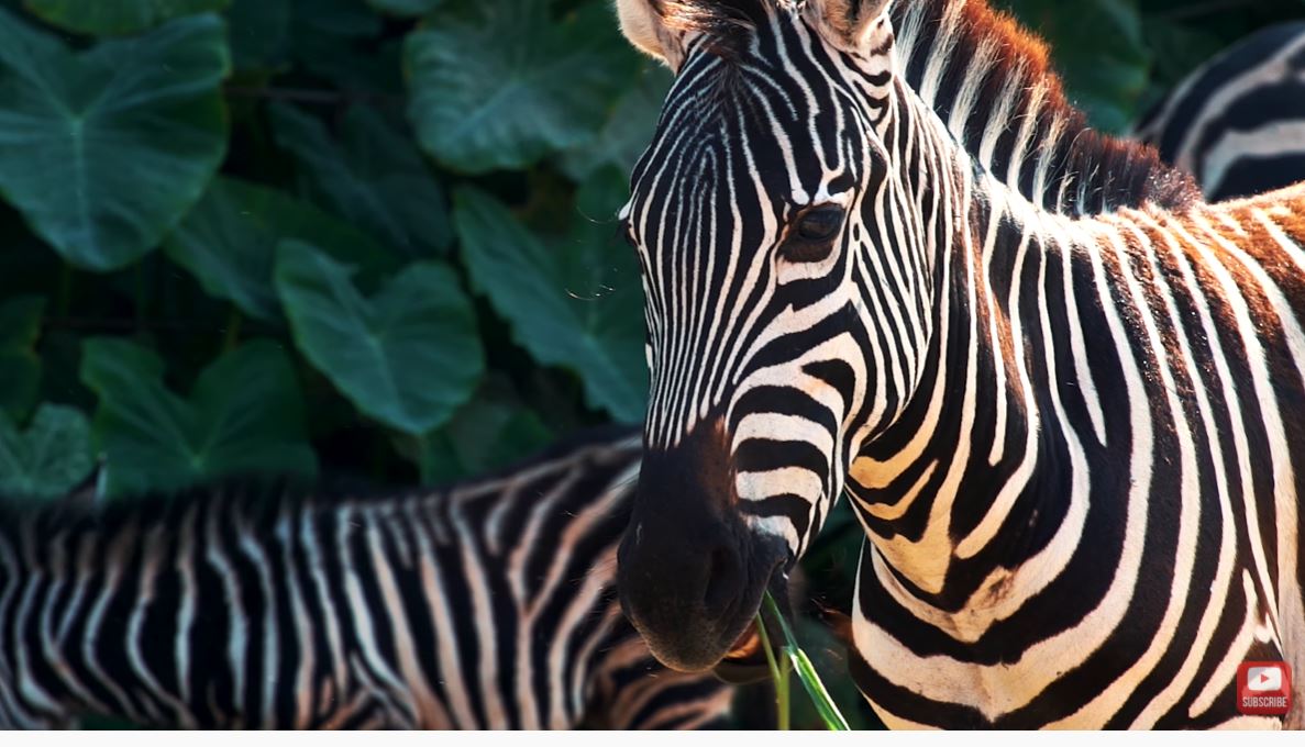 Wildlife Views: Animals Of The World (8K UHD Video) | Boomers Daily