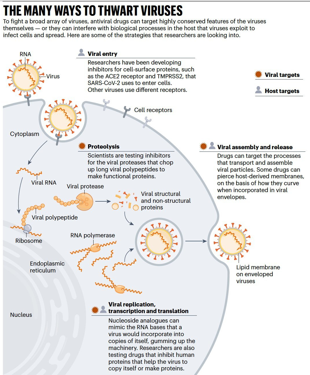 Infographic: ‘The Many Ways To Thwart Viruses’ | Boomers Daily