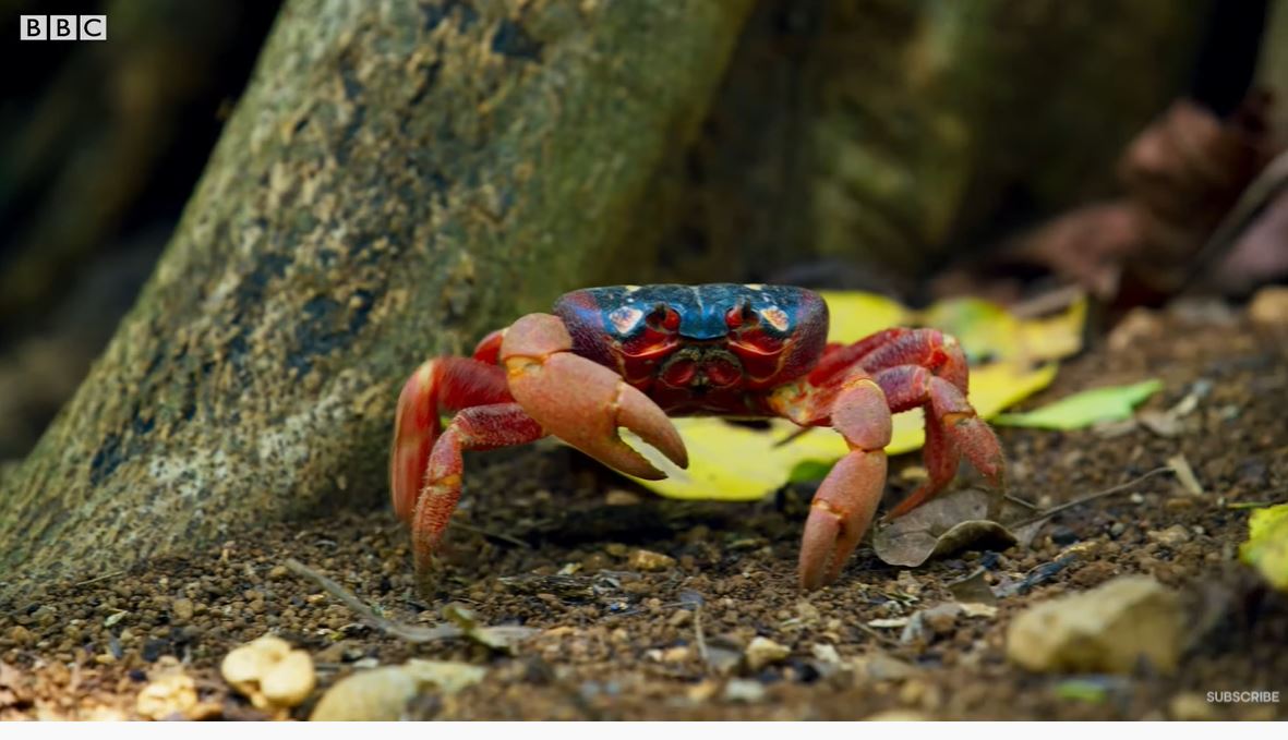 Views: Red Crabs Battle Yellow Crazy Ants On Christmas Island (BBC ...