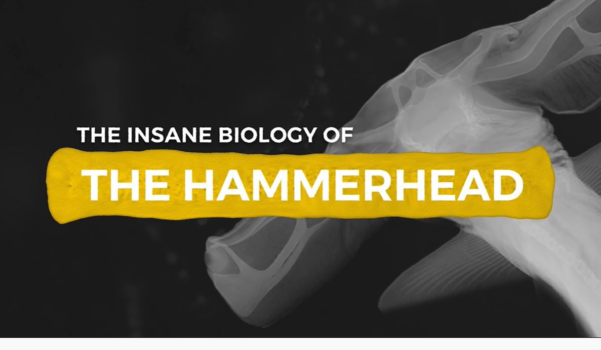 Wildlife: Hammerhead Sharks – ‘Insane Biology’ | Boomers Daily