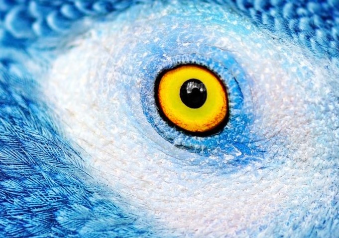 Views: The Beautiful And Bizarre ‘Eyes” Of Animals | Boomers Daily