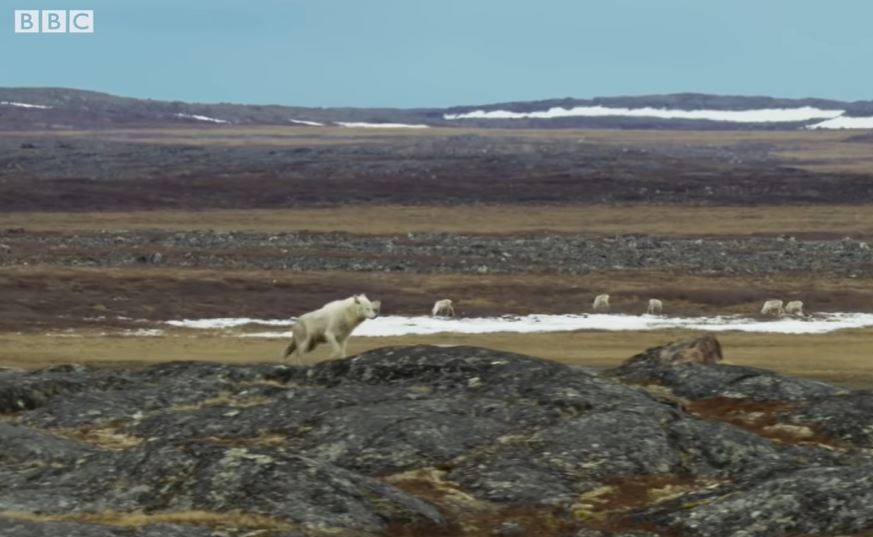 Wildlife Views: An Arctic Wolf Hunts Caribou On The Canadian Tundra ...