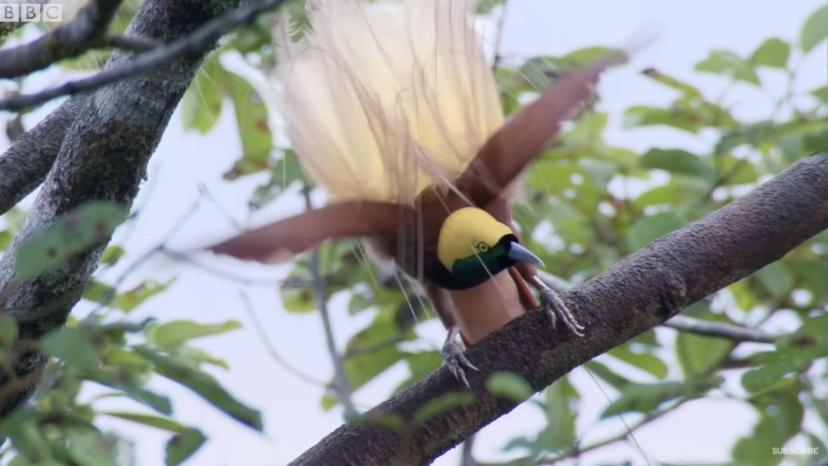 Views: Dancing Birds In The Wild (BBC Earth Video) | Boomers Daily