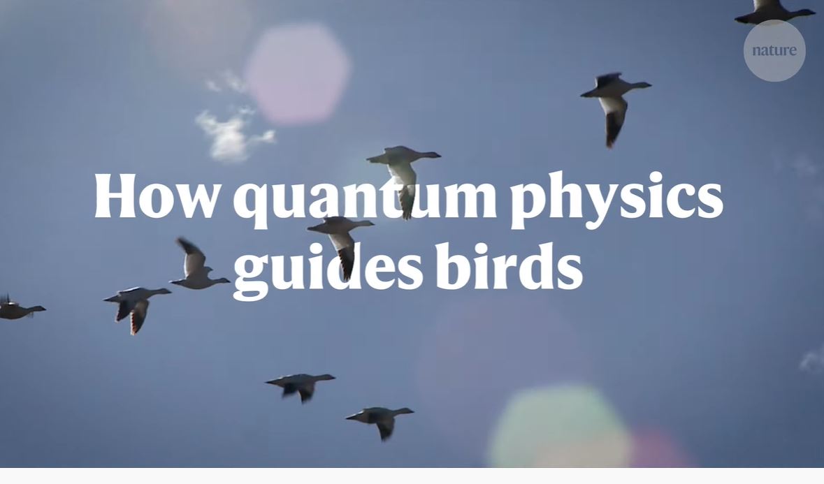 Science: Birds Navigating With Quantum Mechanics | Boomers Daily