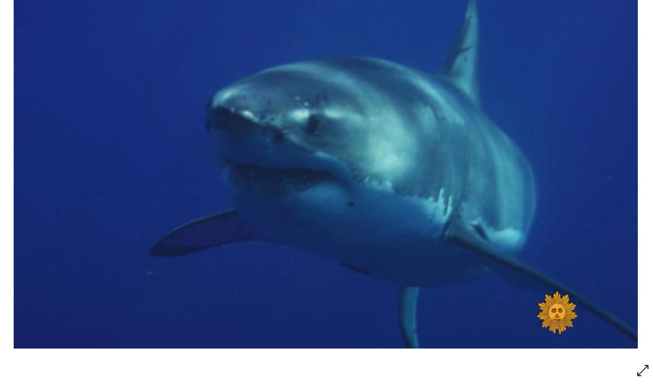 Views: Great White Sharks Guadalupe Island, Mexico | Boomers Daily