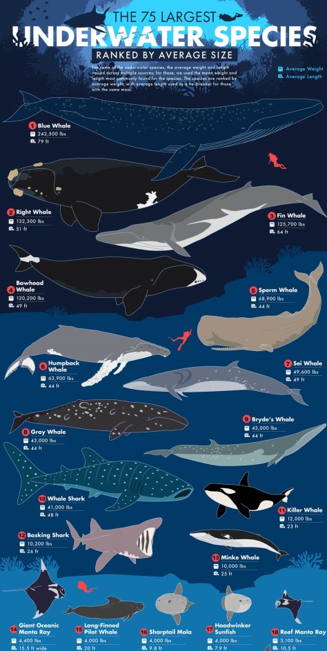 Infographic: 75 Largest Underwater Species | Boomers Daily