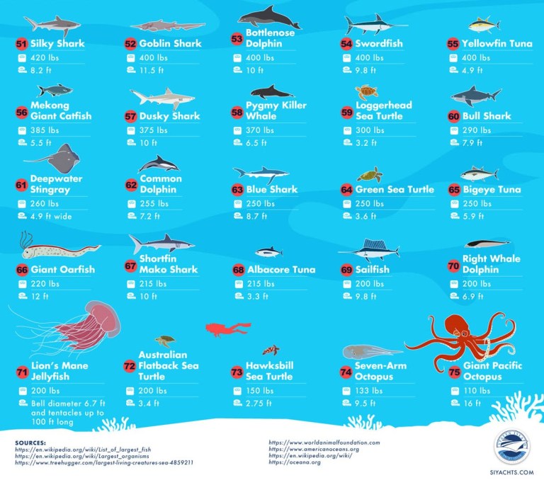 Infographic: 75 Largest Underwater Species | Boomers Daily