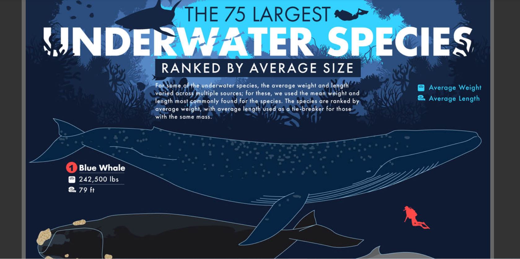 Infographic: 75 Largest Underwater Species | Boomers Daily
