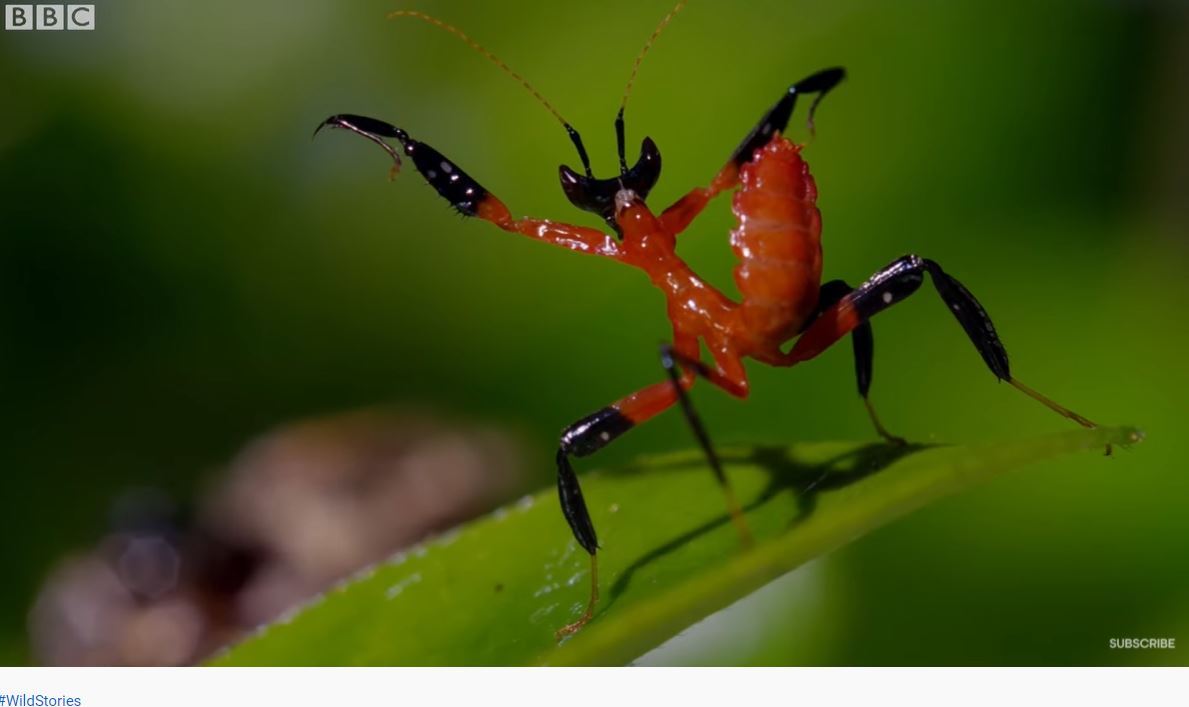 Insect Views: The Kung Fu Mantis (BBC Earth Video) | Boomers Daily