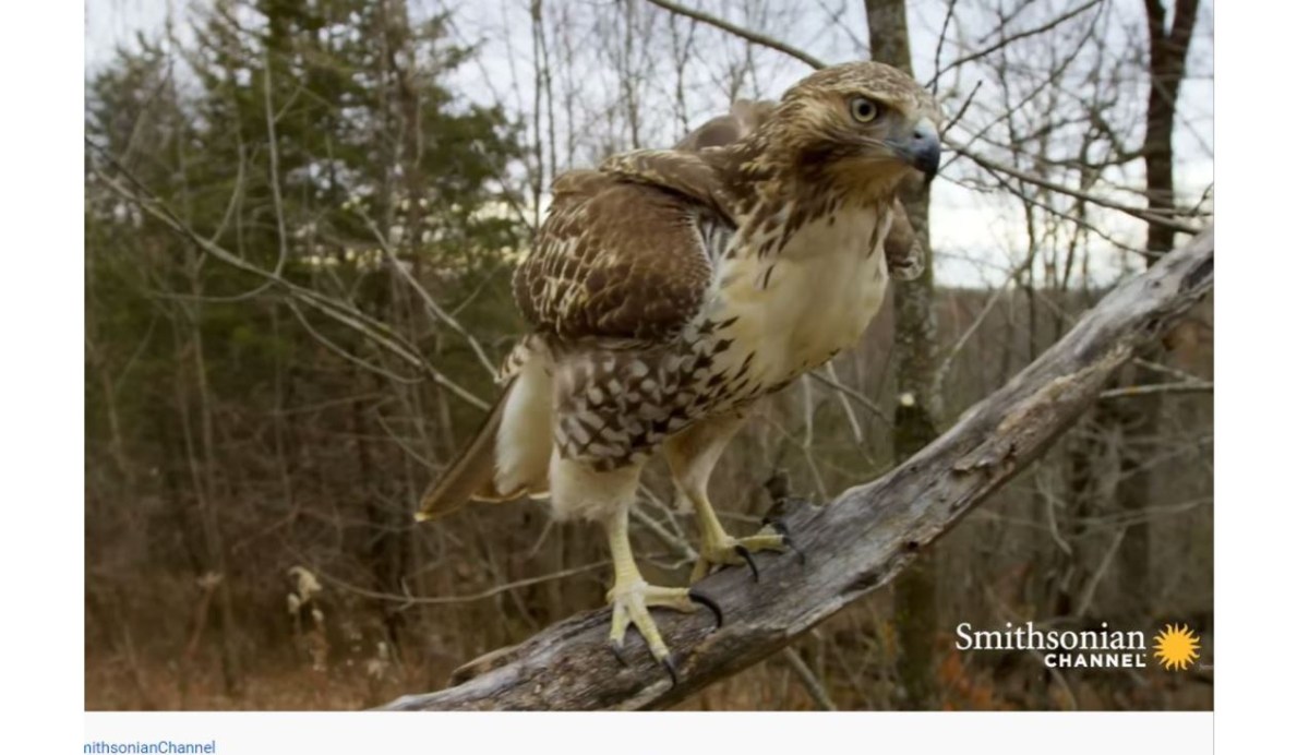 Views: Red-Tailed Hawk On The U.S.- Canada Border | Boomers Daily