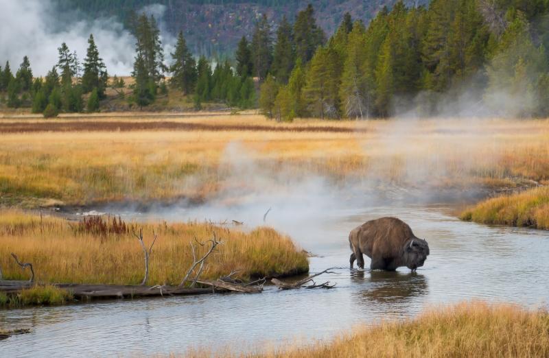 Wildlife: Yellowstone Bison and Marsh Birds | Boomers Daily