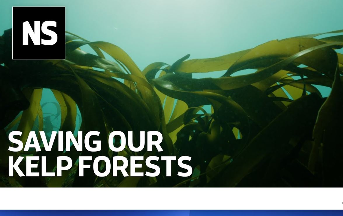 Ocean Science: Can Kelp Forests Survive Climate Change, Trawler Fishing ...