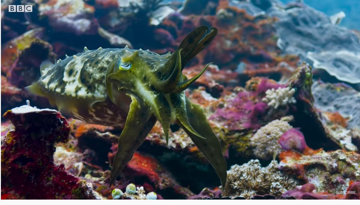 Ocean Views: Cuttlefish Mesmerize Their Prey (BBC) | Boomers Daily