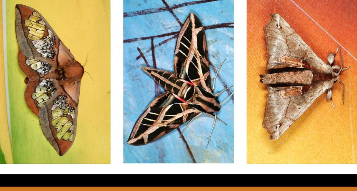 Photography: The World’s Most Stunning Moths | Boomers Daily