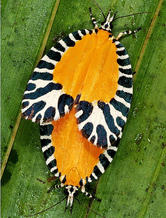 Photography: The World’s Most Stunning Moths | Boomers Daily