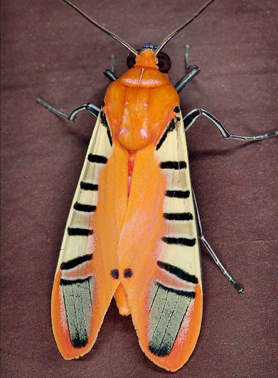 Photography: The World’s Most Stunning Moths | Boomers Daily