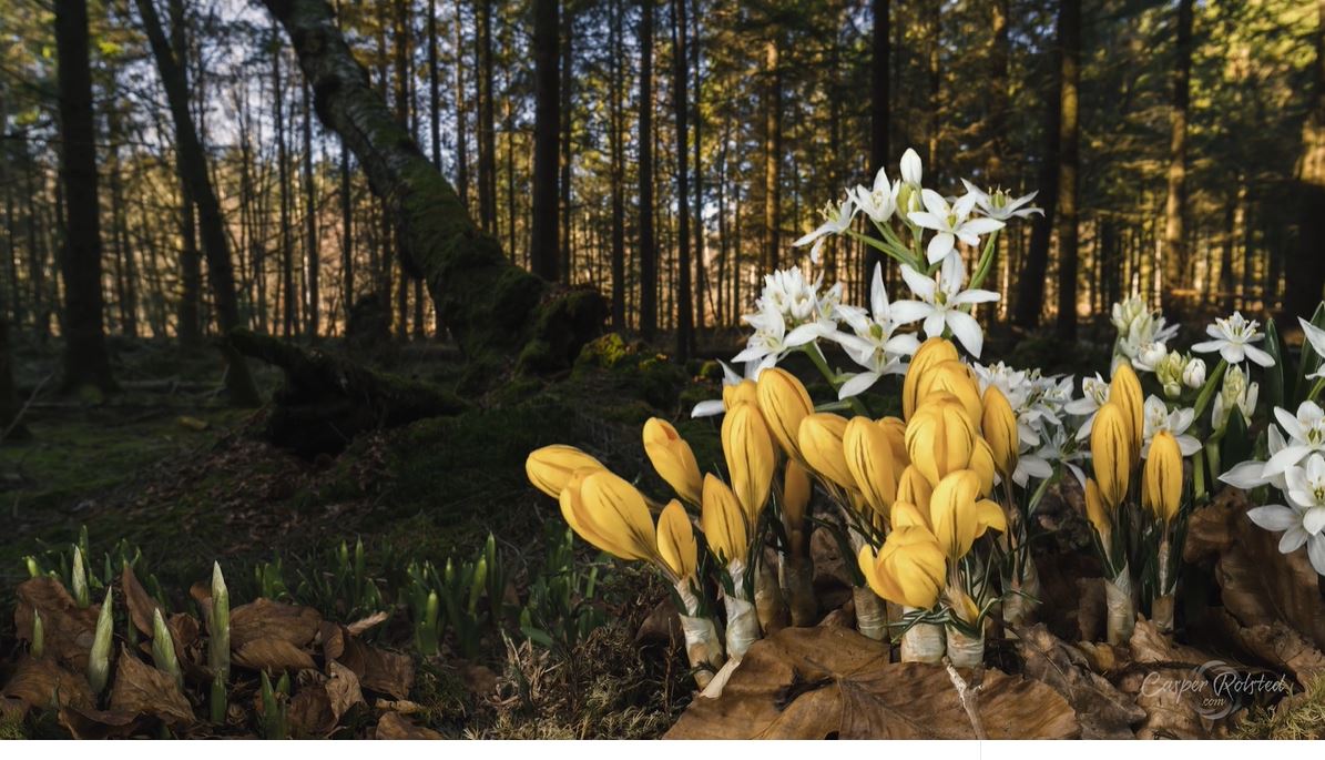 Timelapse Views: Spring Season In Denmark (4K) | Boomers Daily
