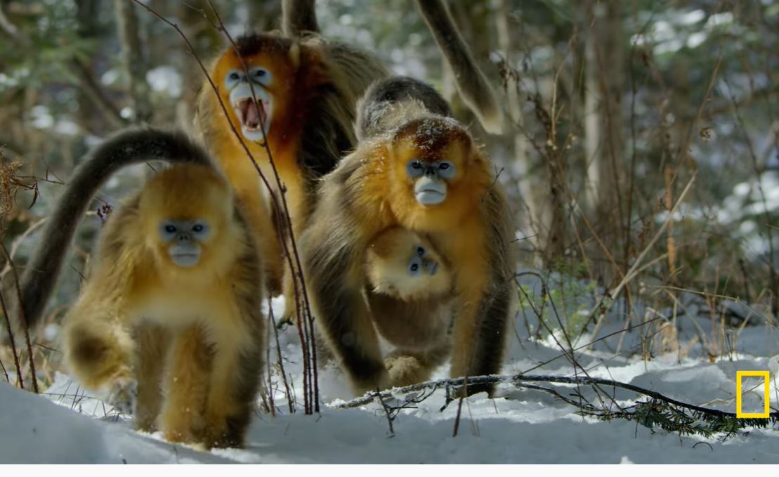 Wildlife: Golden Snub-Nosed Monkeys Of China | Boomers Daily