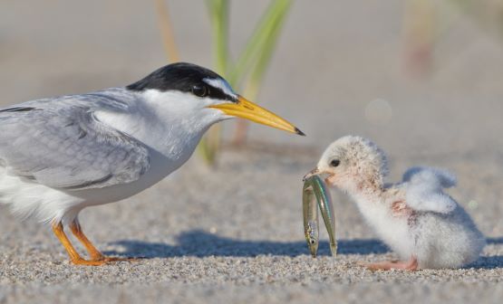 Photography: The 2021 BirdWatching Awards | Boomers Daily