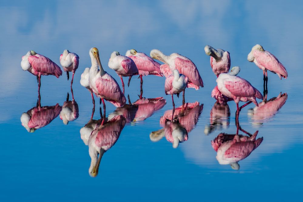 Photography: The 2021 BirdWatching Awards | Boomers Daily