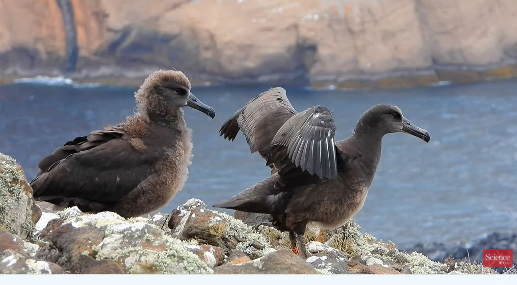 Seabirds: Scientists Save Black-Footed Albatross From Rising Sea Levels ...
